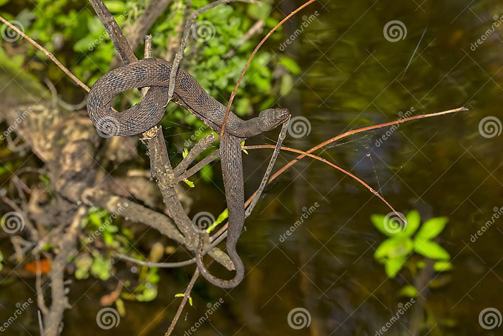 Brown Water Snake Coiled on a Branch Stock Photo - Image of reptile ...