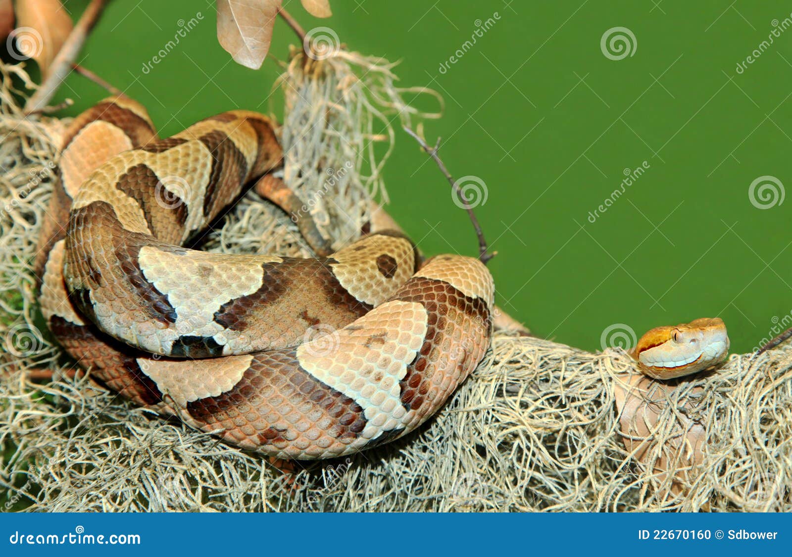 Copperhead Snake Coiled on Tree Limb Stock Photo - Image of camouflage ...