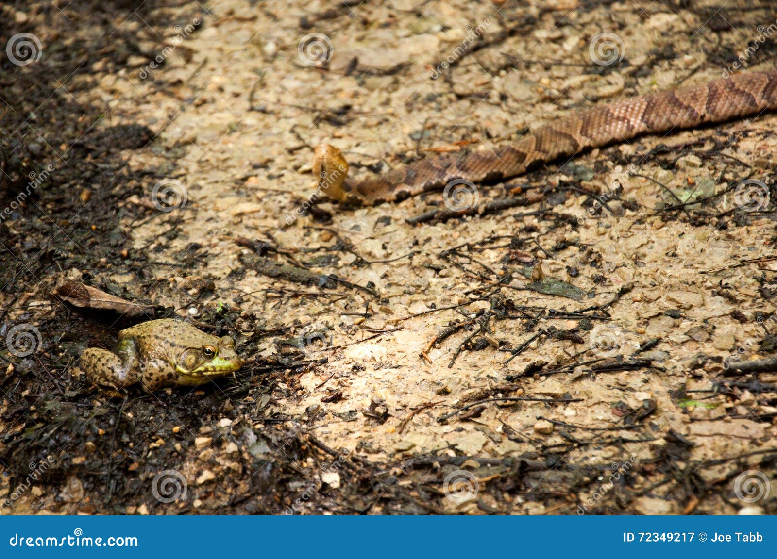 Copperhead snake and frog stock image. Image of bullfrog - 72349217