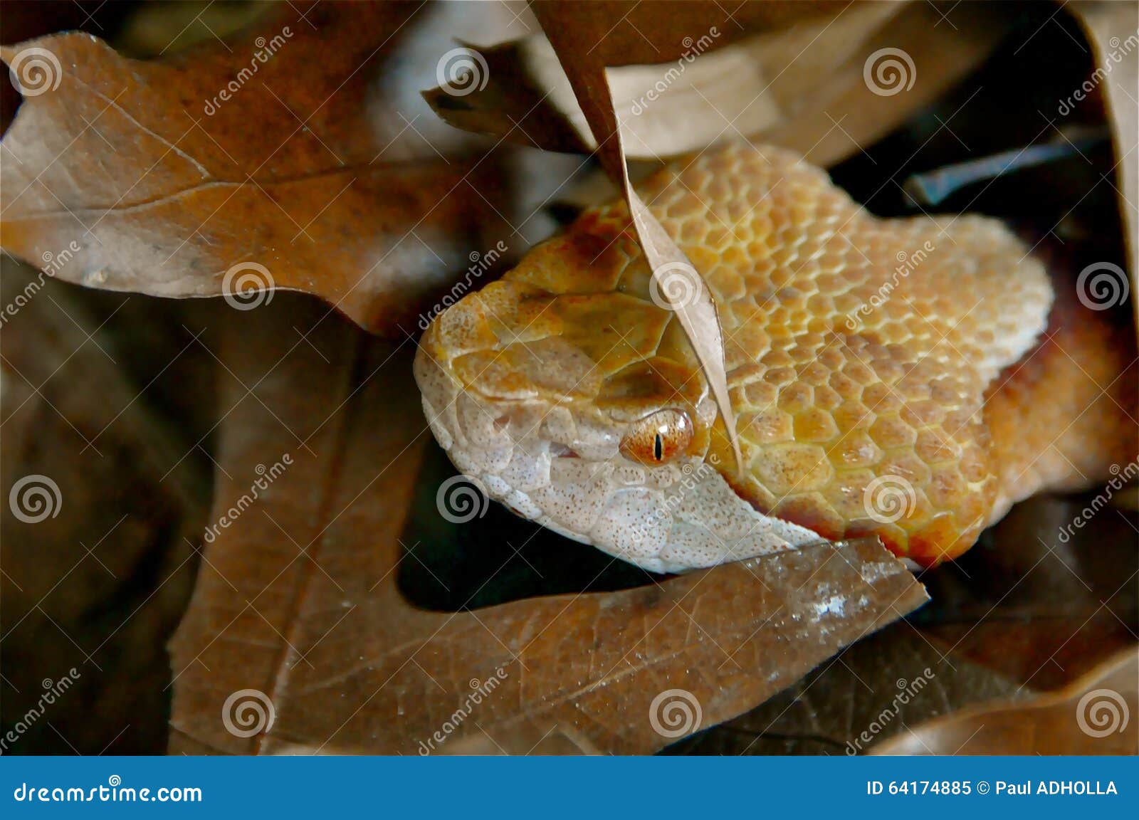 Copperhead stock image. Image of reptile, hiding, snake - 64174885