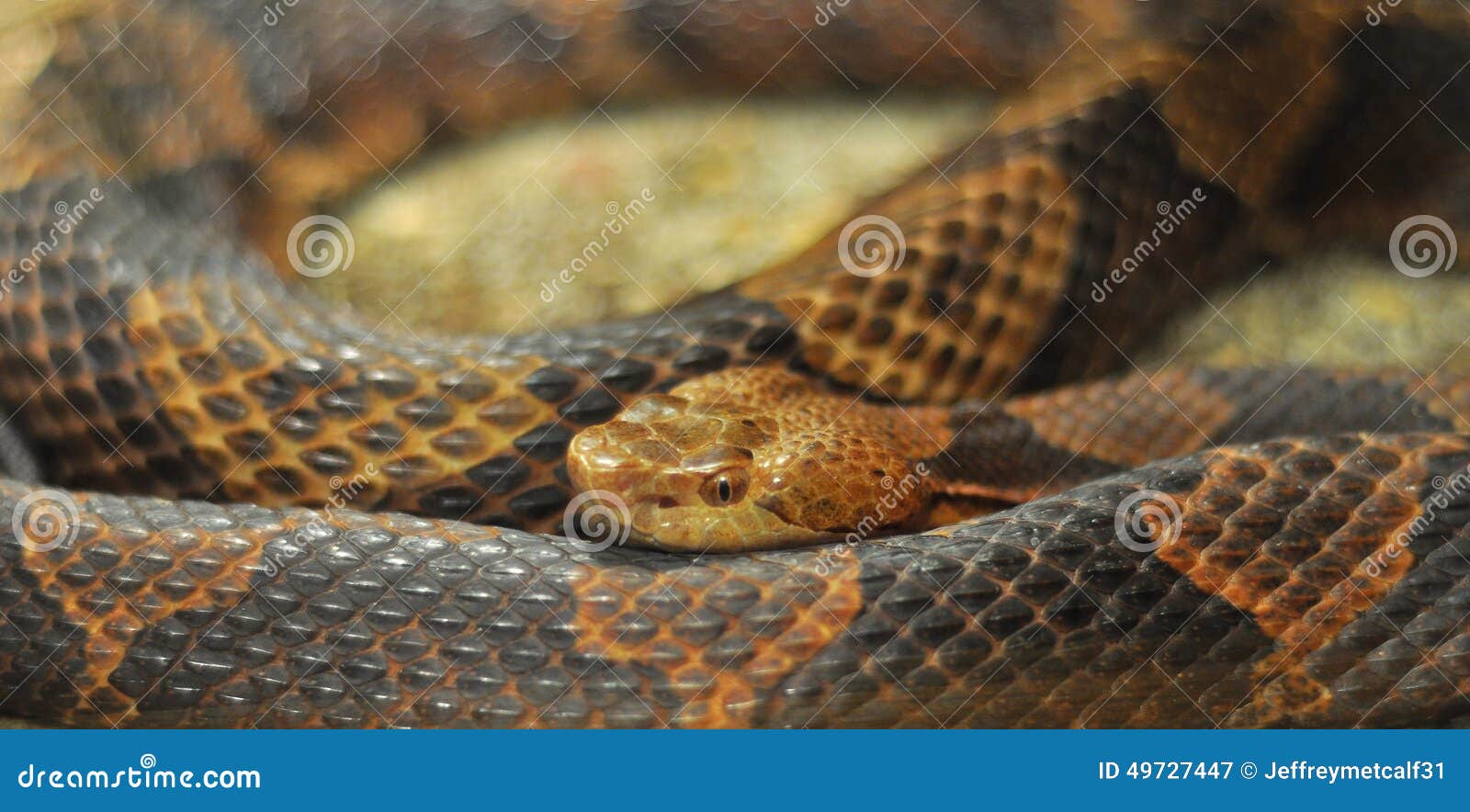 Coiled Copperhead Snake Stock Photo | CartoonDealer.com #101272884