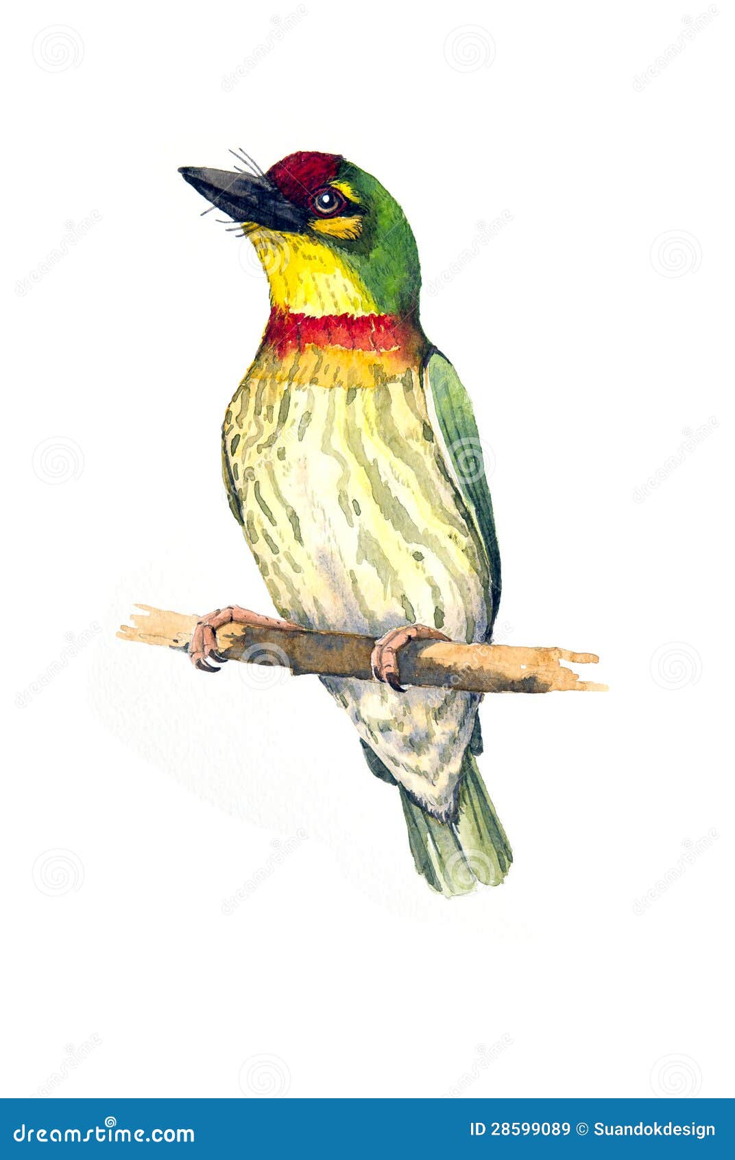 Barbet, Vintage Engraving Cartoon Vector | CartoonDealer.com #163044817