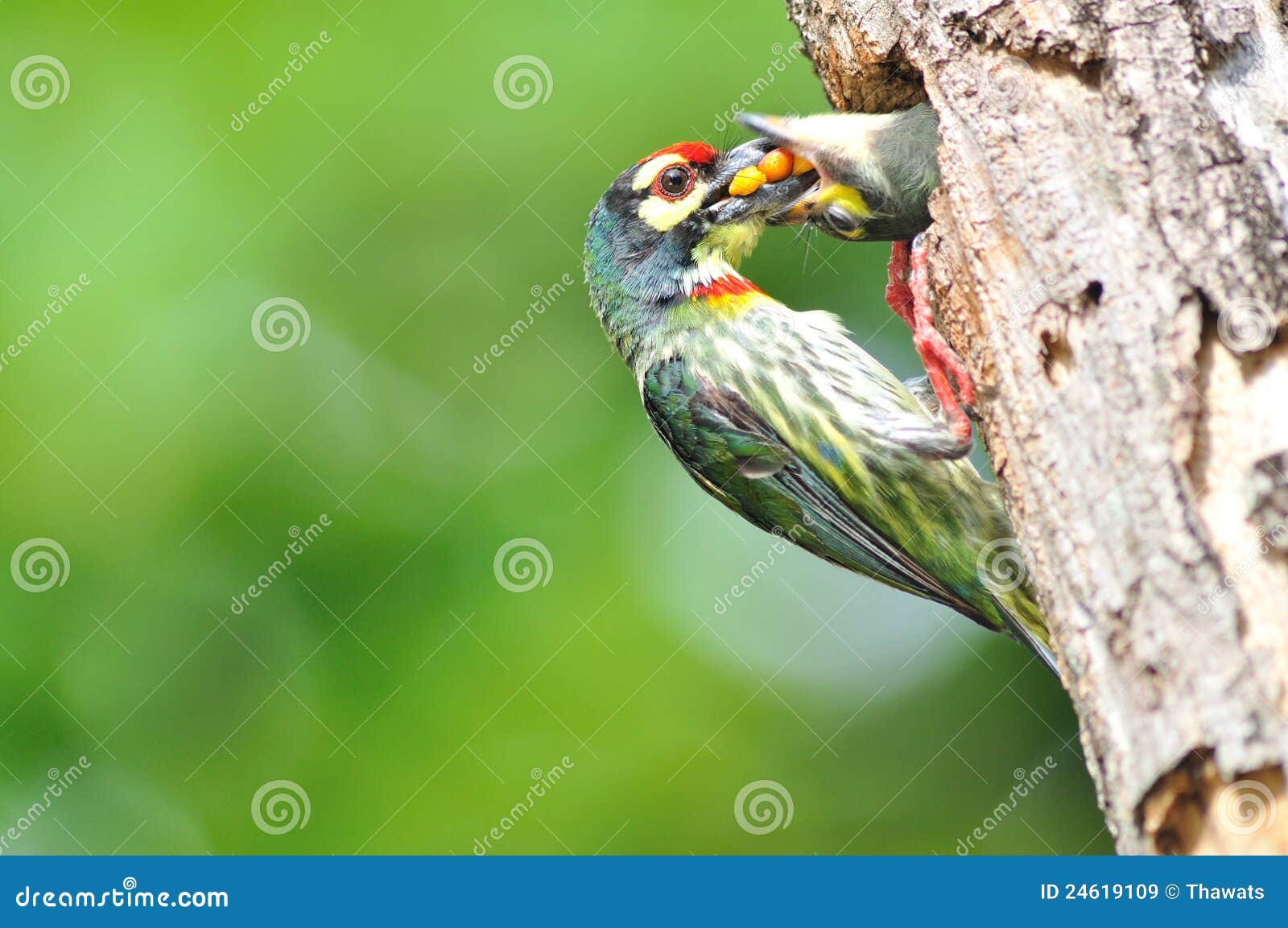 Coppersmith Barbet Bird (Megalaima Haemacephala) Stock Photography ...