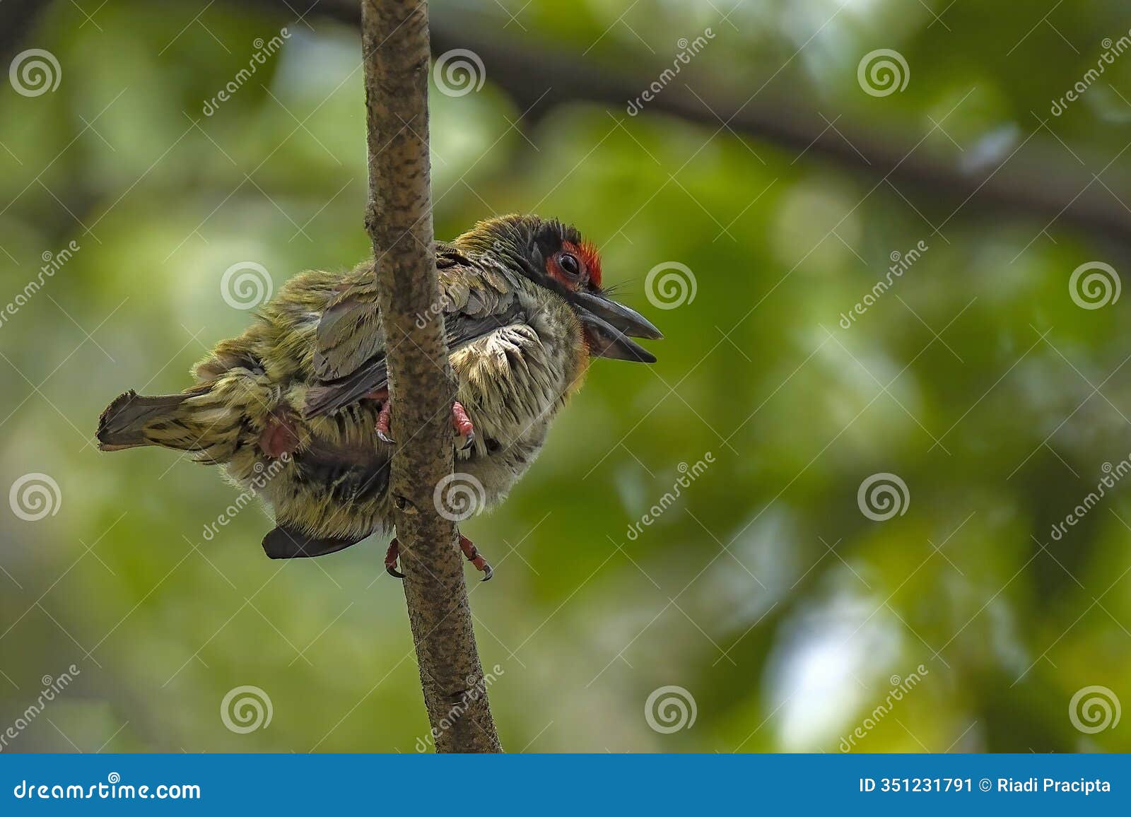 Coppersmith Barbet Bird In The Garden Royalty-Free Stock Image ...