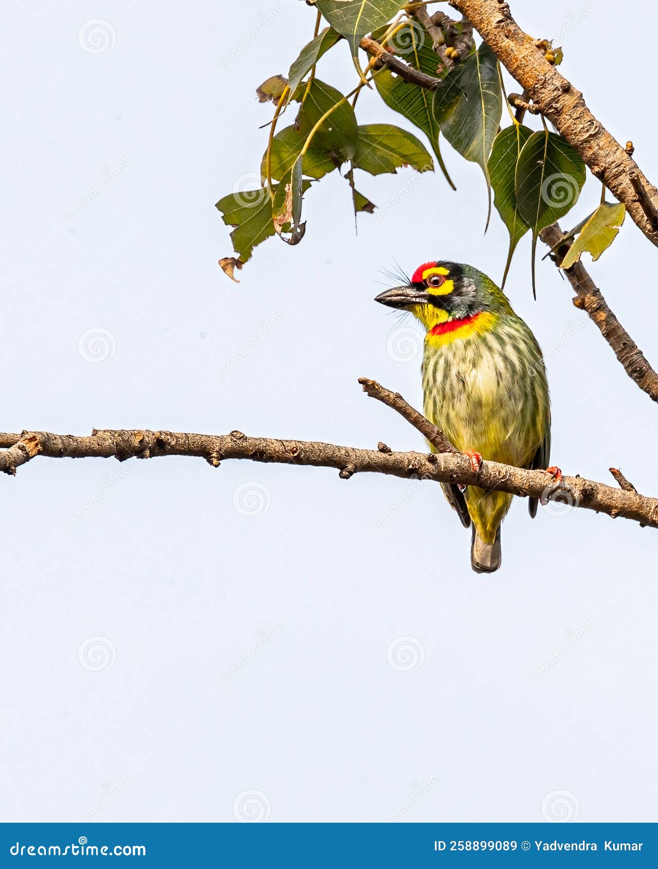 A Coppersmith Barbet Sitting on a Tree Stock Image - Image of birdie ...