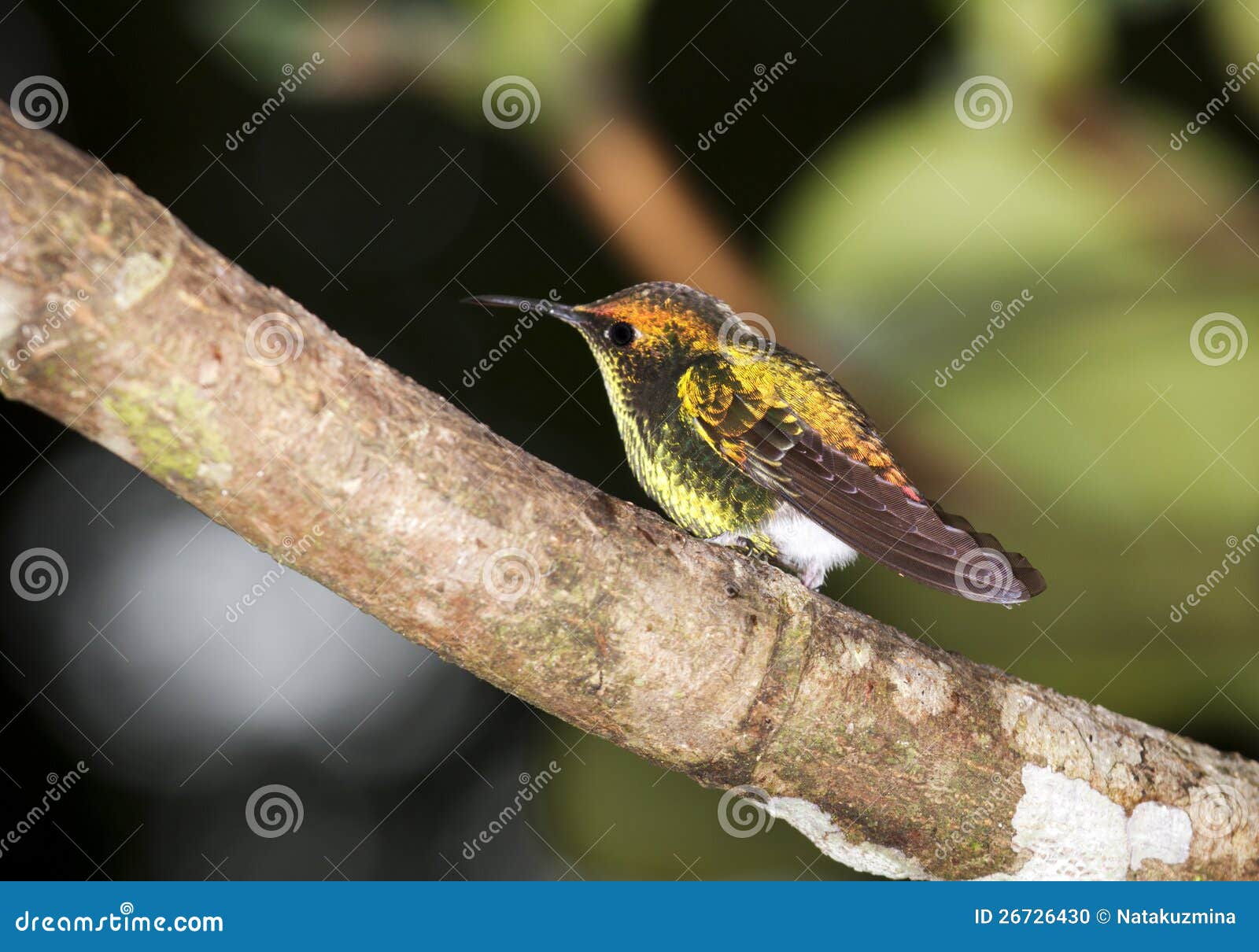 The Coppery-headed Emerald stock photo. Image of monteverde - 26726430