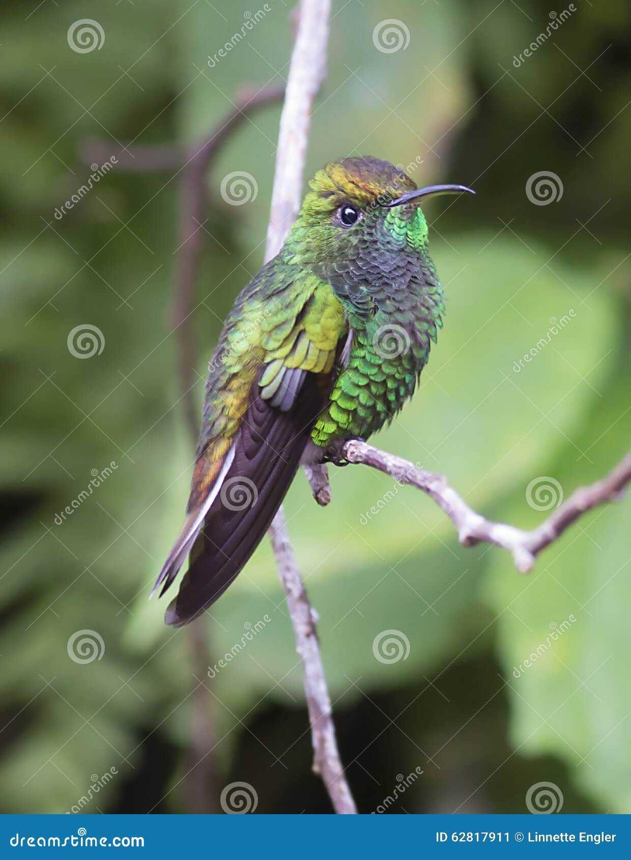 Coppery-headed Emerald Hummingbird Stock Image - Image of animal, bird ...