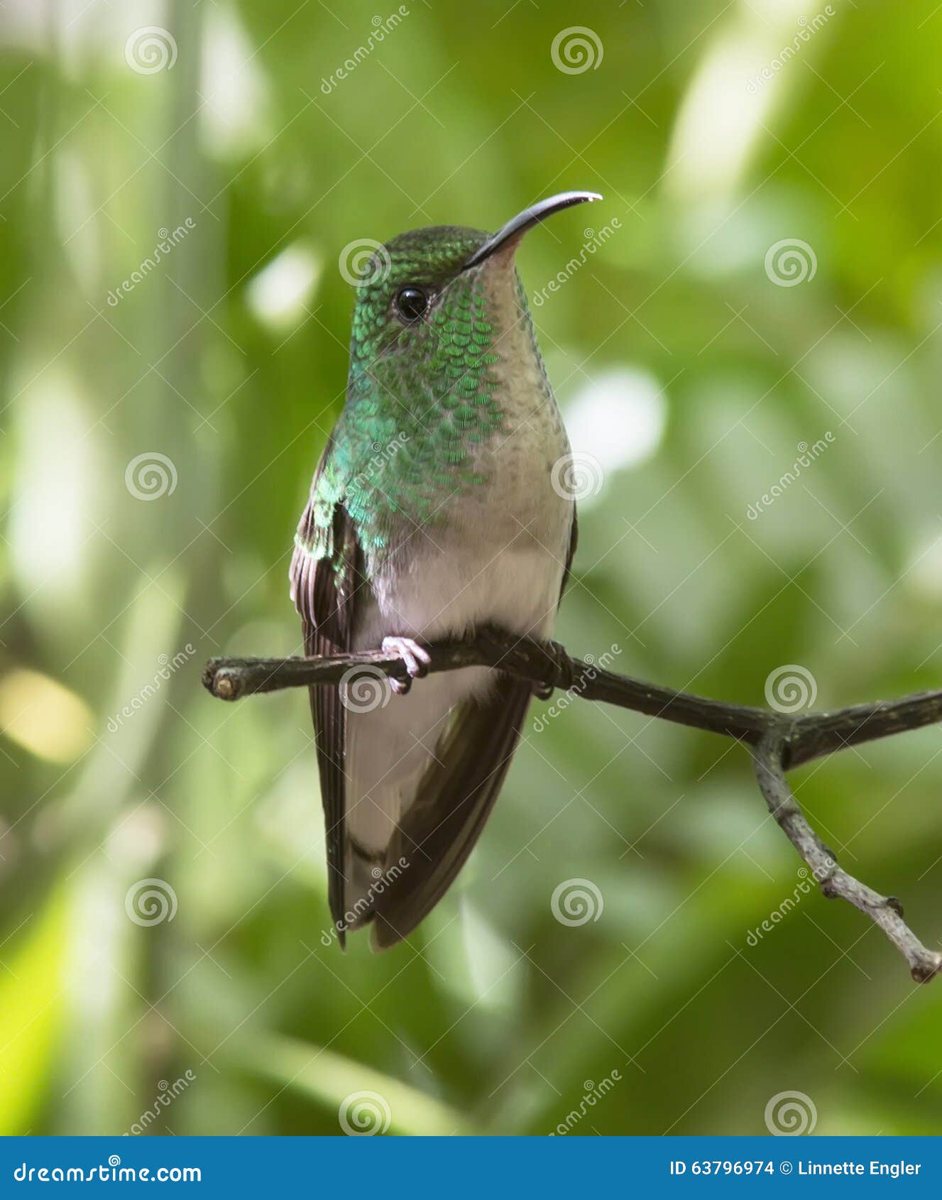 Coppery-headed Emerald Hummingbird Stock Photo - Image of female ...