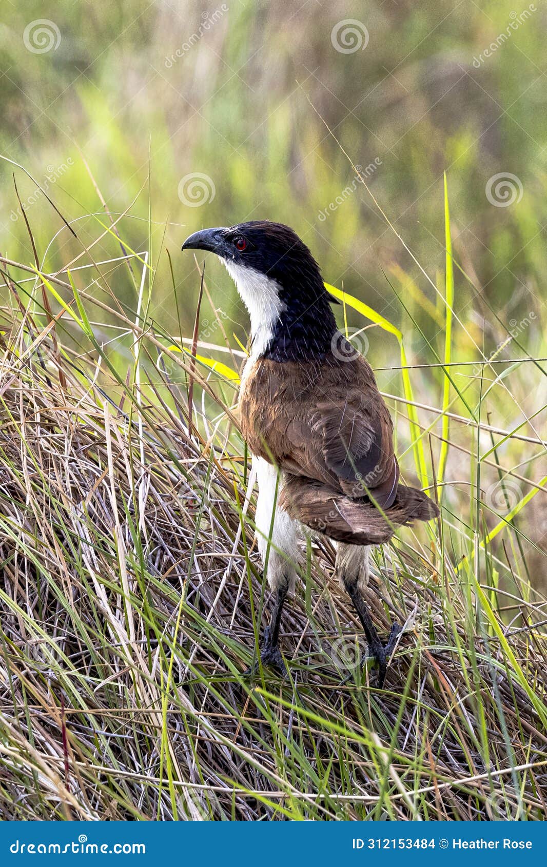 Coppery-tailed Coucal In Grass Stock Image | CartoonDealer.com #66673099