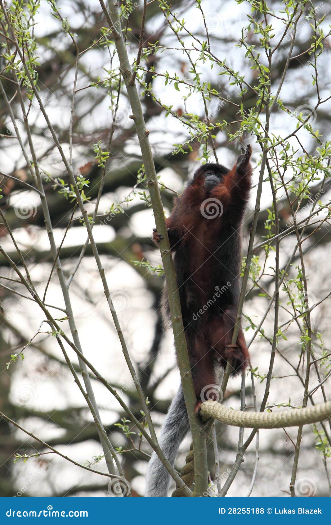 Coppery titi stock photo. Image of titi, tree, animal - 28255188