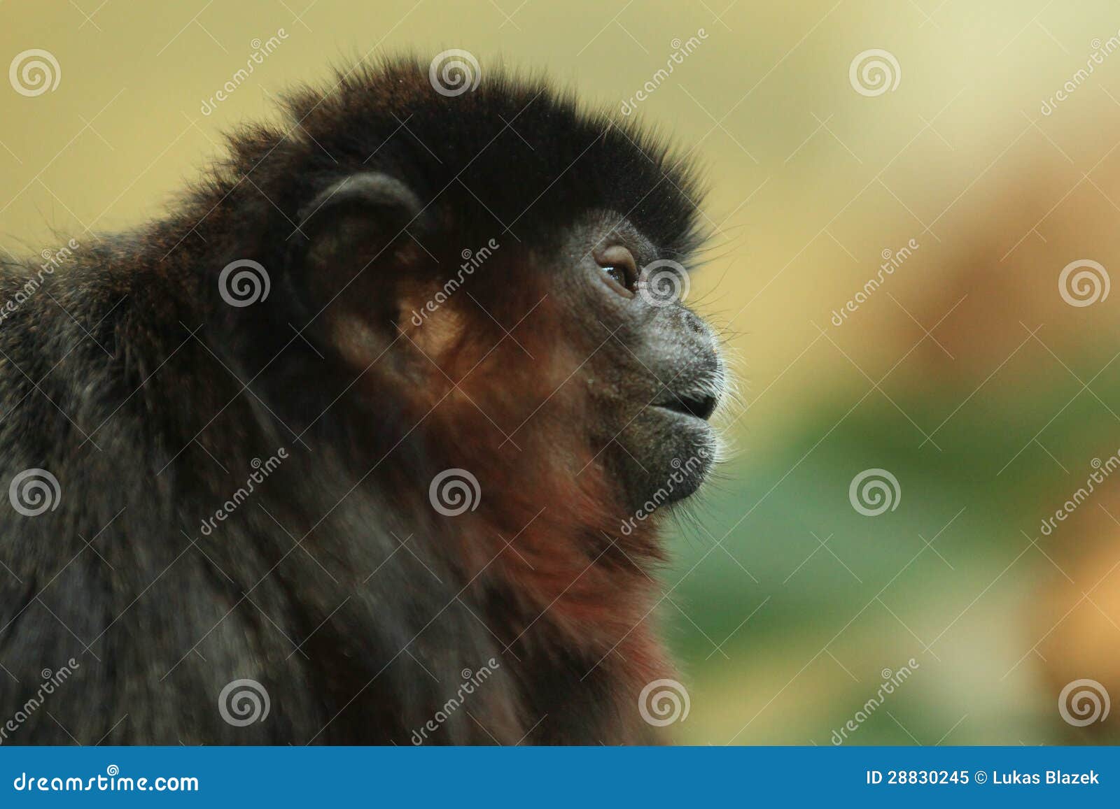 Coppery Titi Mother Cuddling With Her Infant, Monkey With Baby ...