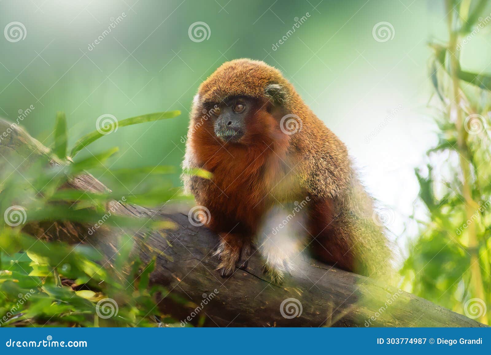 Coppery Titi Monkey stock image. Image of lovely, monkey - 303774987