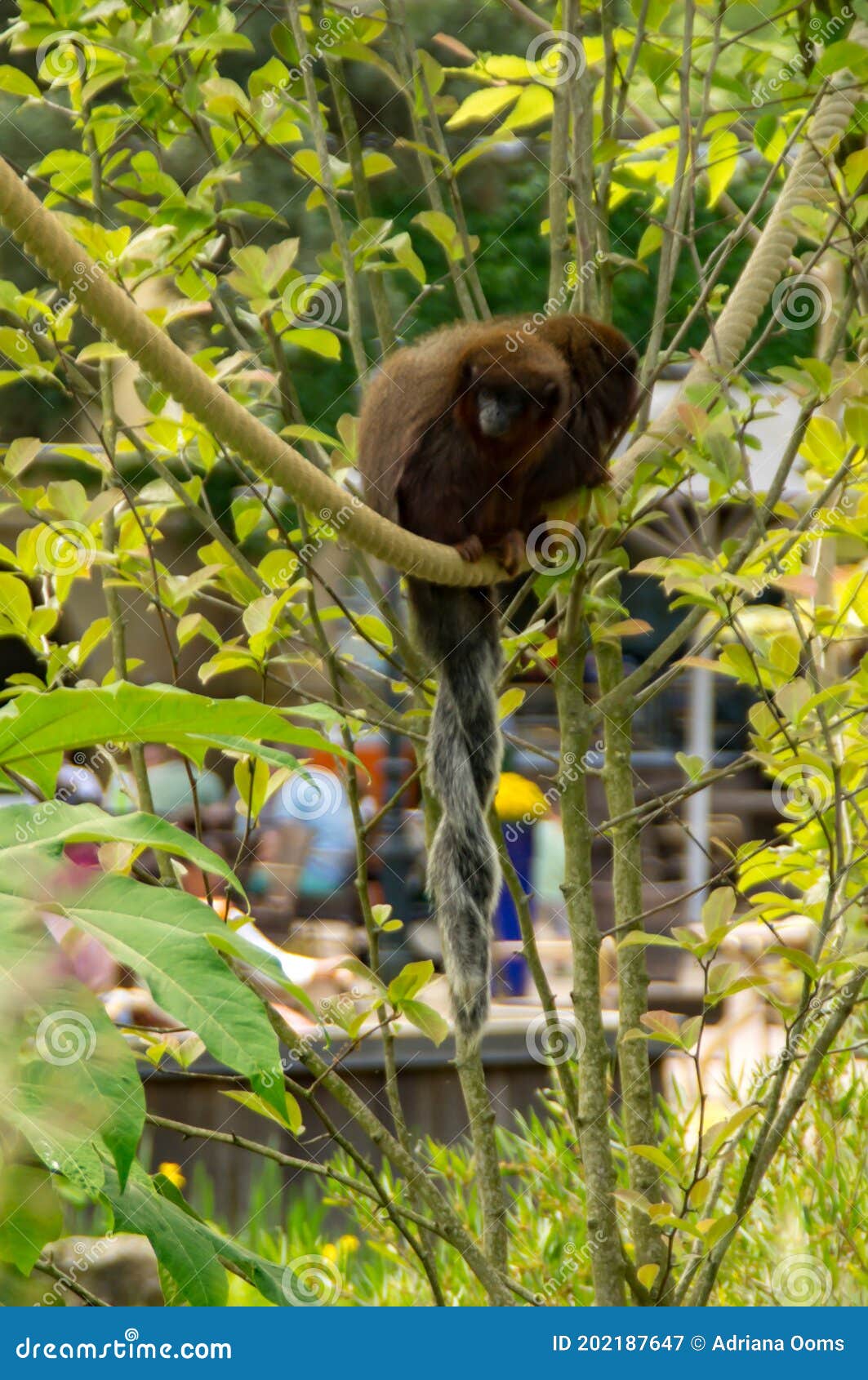 Coppery titi`s stock image. Image of whitefaced, callitrichidae - 202187647
