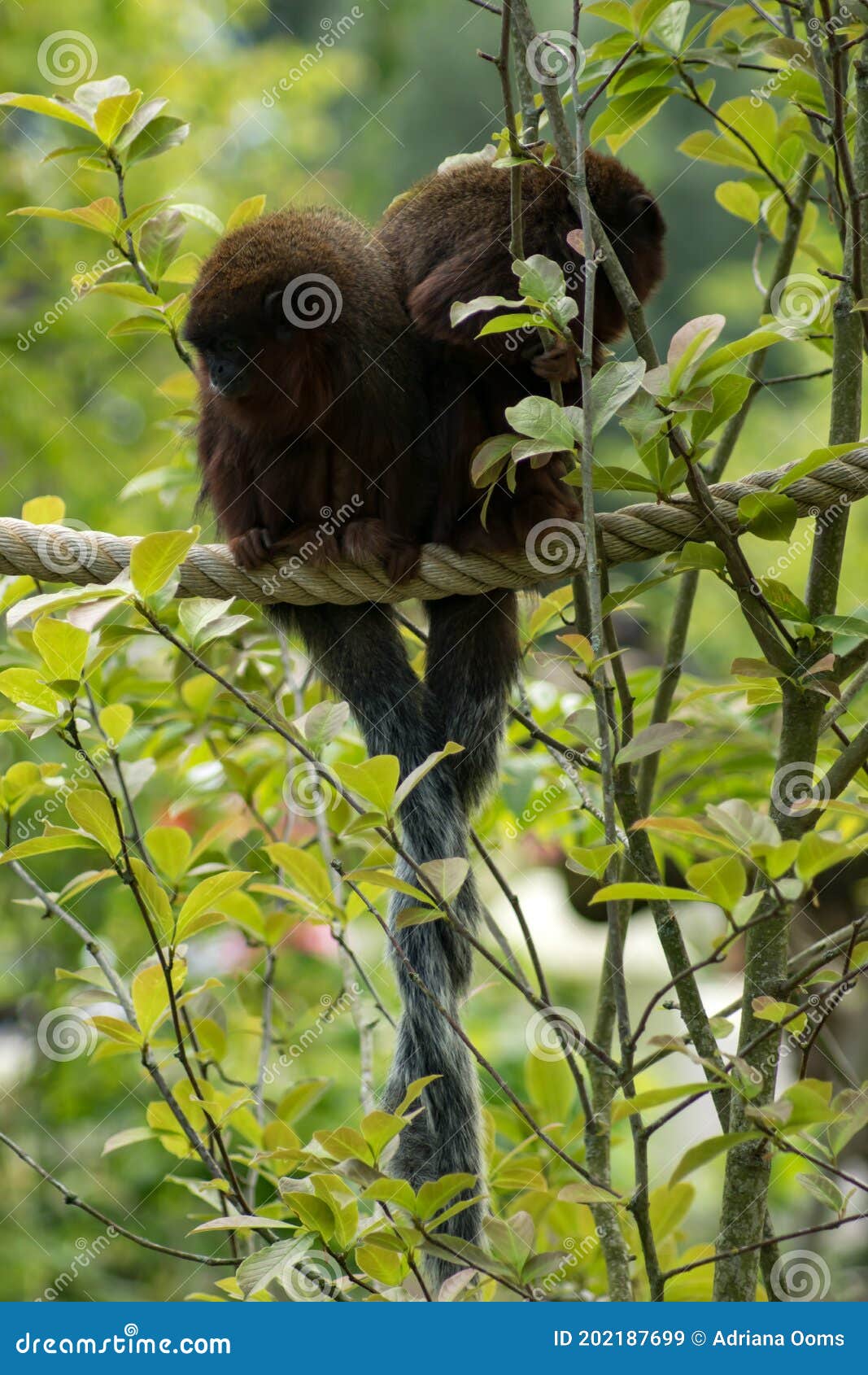 Tails Intertwined Stock Photos - Free & Royalty-Free Stock Photos from ...