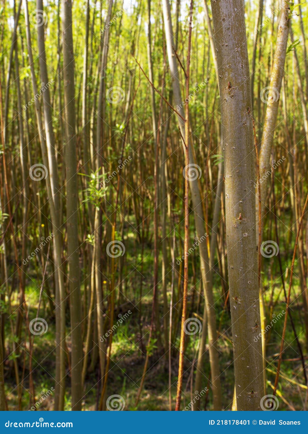 Coppice Plantation in Colour - Stock Photo Stock Image - Image of dense ...