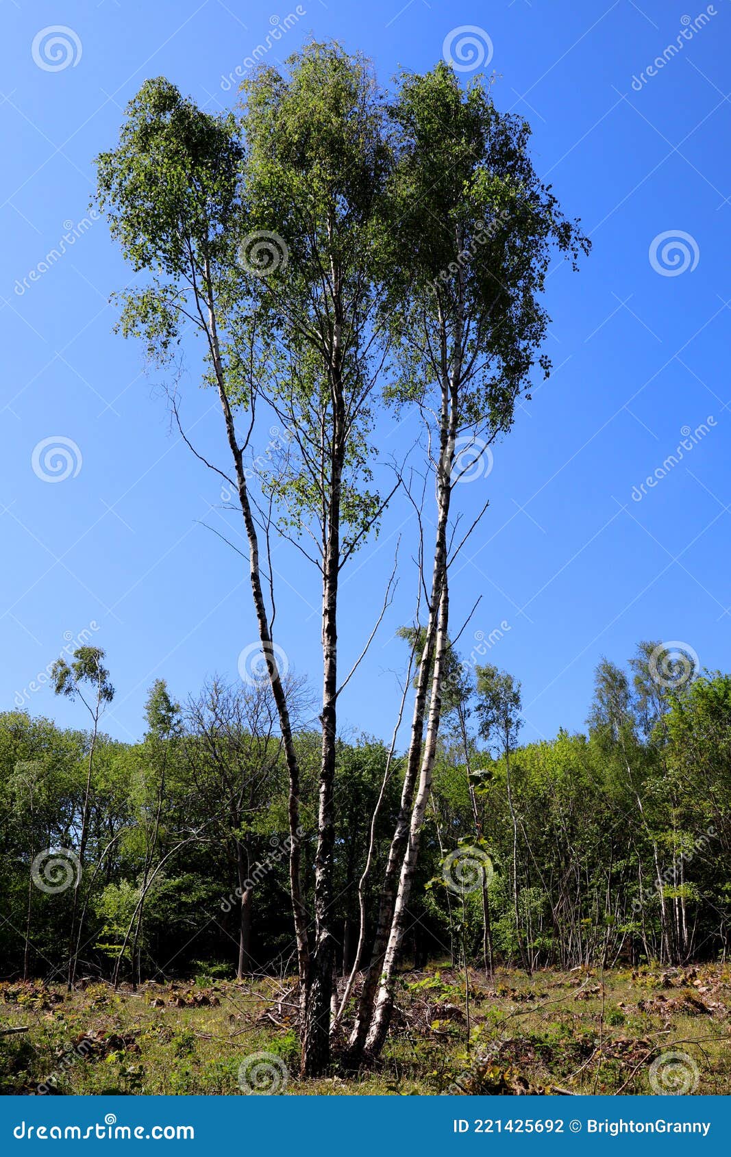 A Coppice Tree Alone in Field with Stumps. Stock Photo - Image of ...