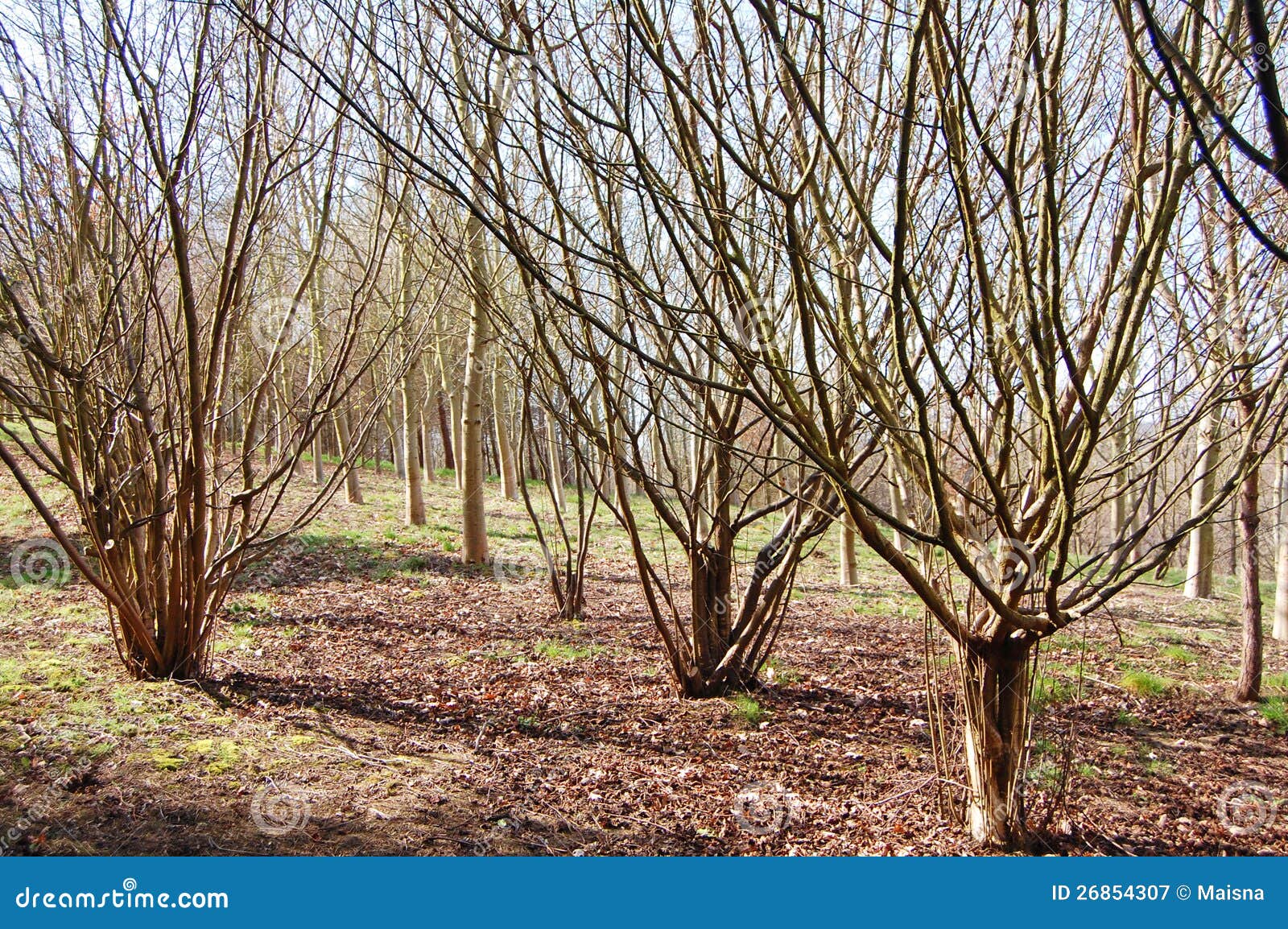 Coppice trees stock image. Image of woodland, mature - 26854307