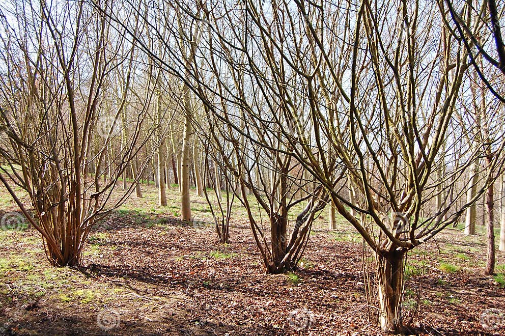 Coppice trees stock image. Image of woodland, mature - 26854307