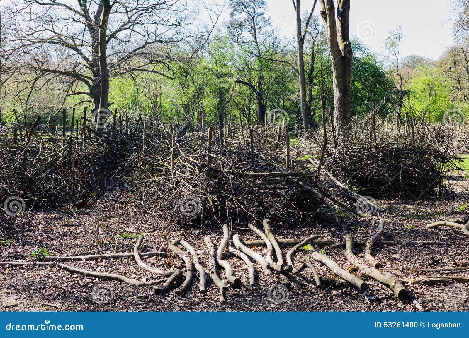 Coppices in a forest stock photo. Image of outdoor, season - 53261400