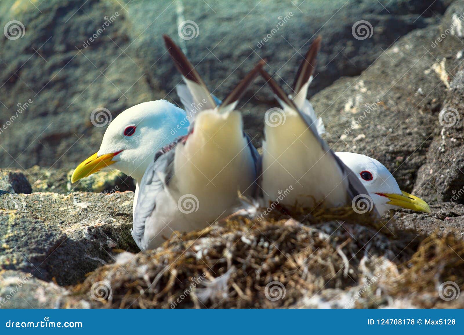 Coppie Dei Gabbiani Dei Gabbiani Tridattili Sistemate in Nido ...