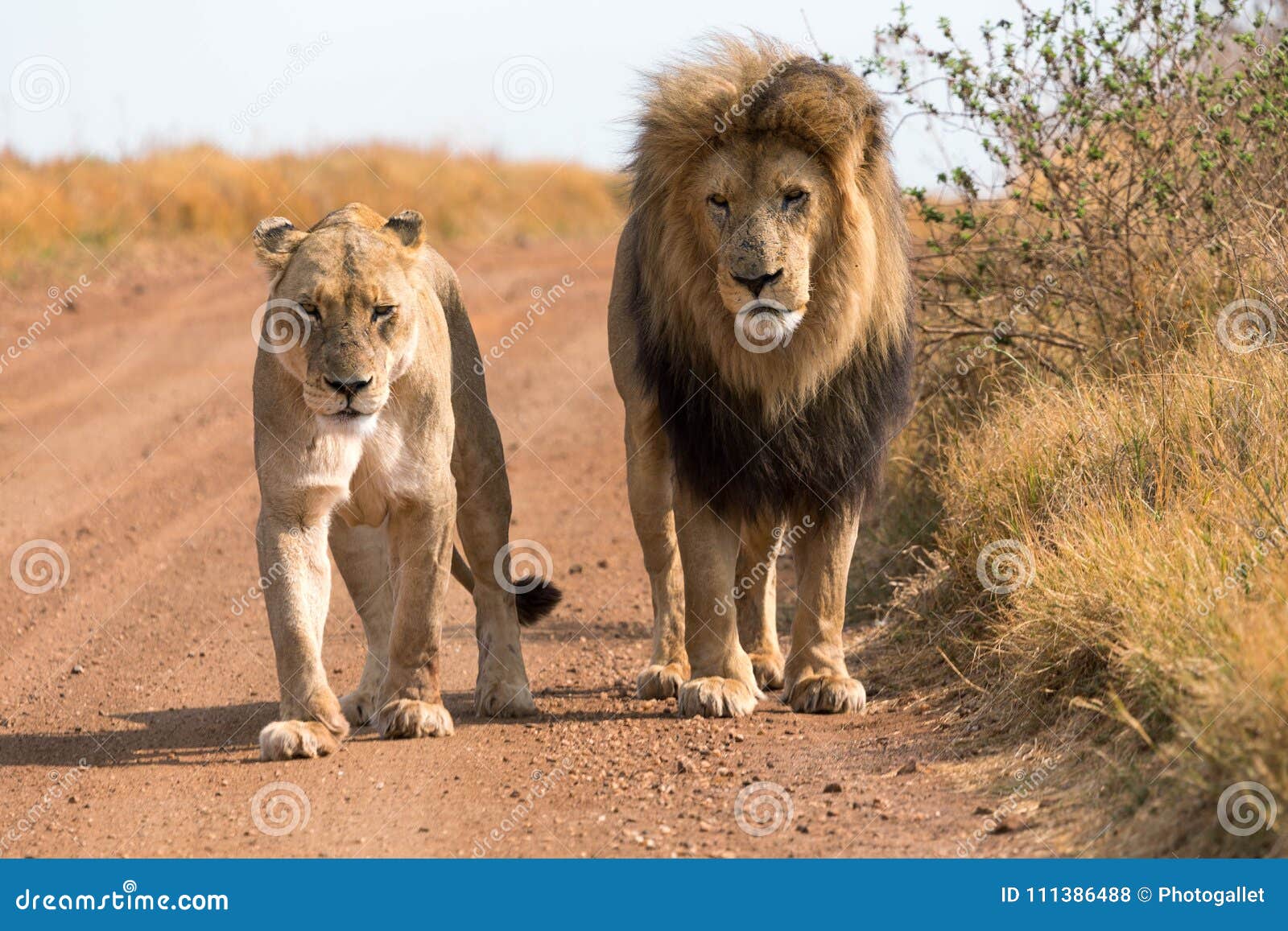 Coppie dei leoni fotografia stock. Immagine di selvaggio - 111386488