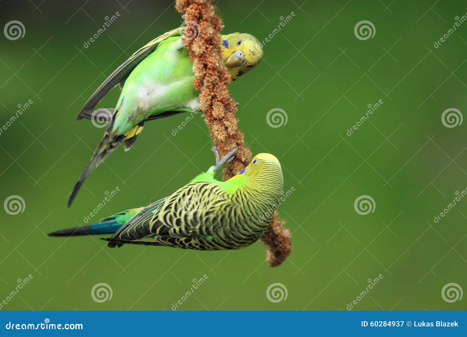 Pappagallini Ondulati Foto Stock - Download 237 Royalty Free Photos