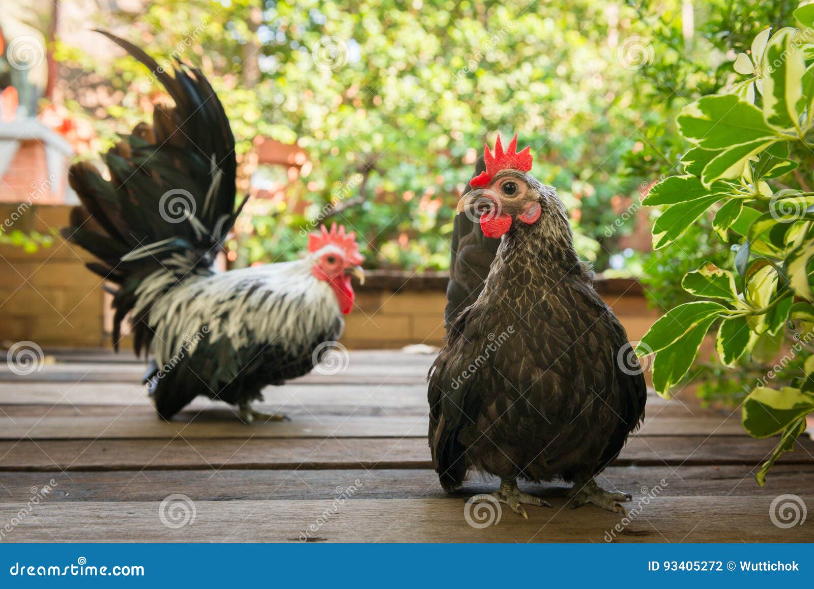 Coppie Del Pollo Nero Del Gallo Fotografia Stock - Immagine di pollo ...