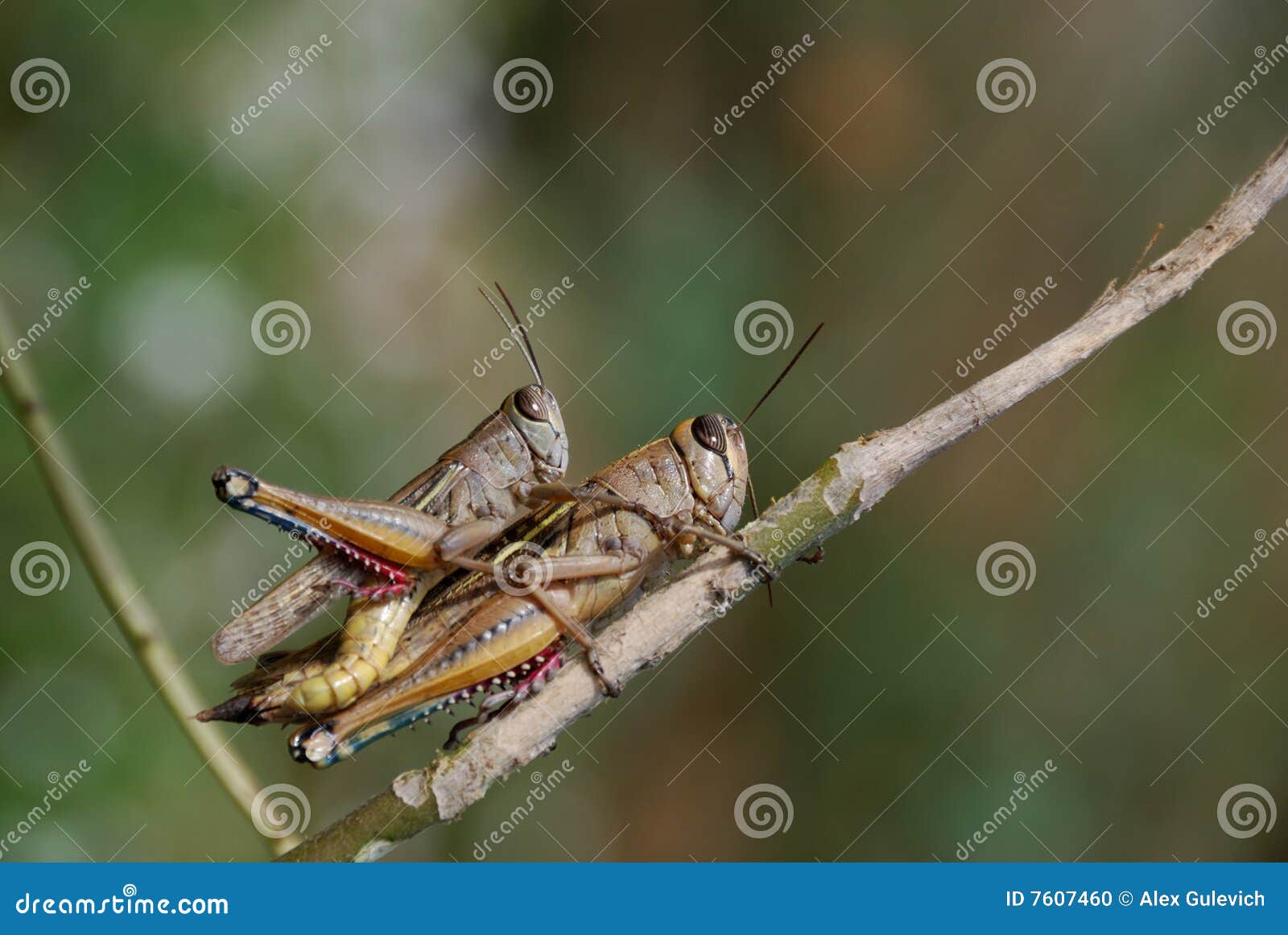 Coppie delle cavallette fotografia stock. Immagine di accoppiamento ...