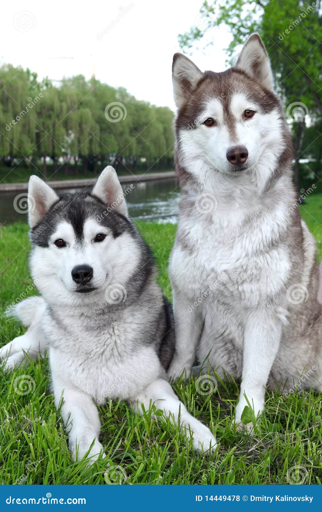 Coppie I Cani Husky All'aperto Fotografia Stock - Immagine di pedigree ...