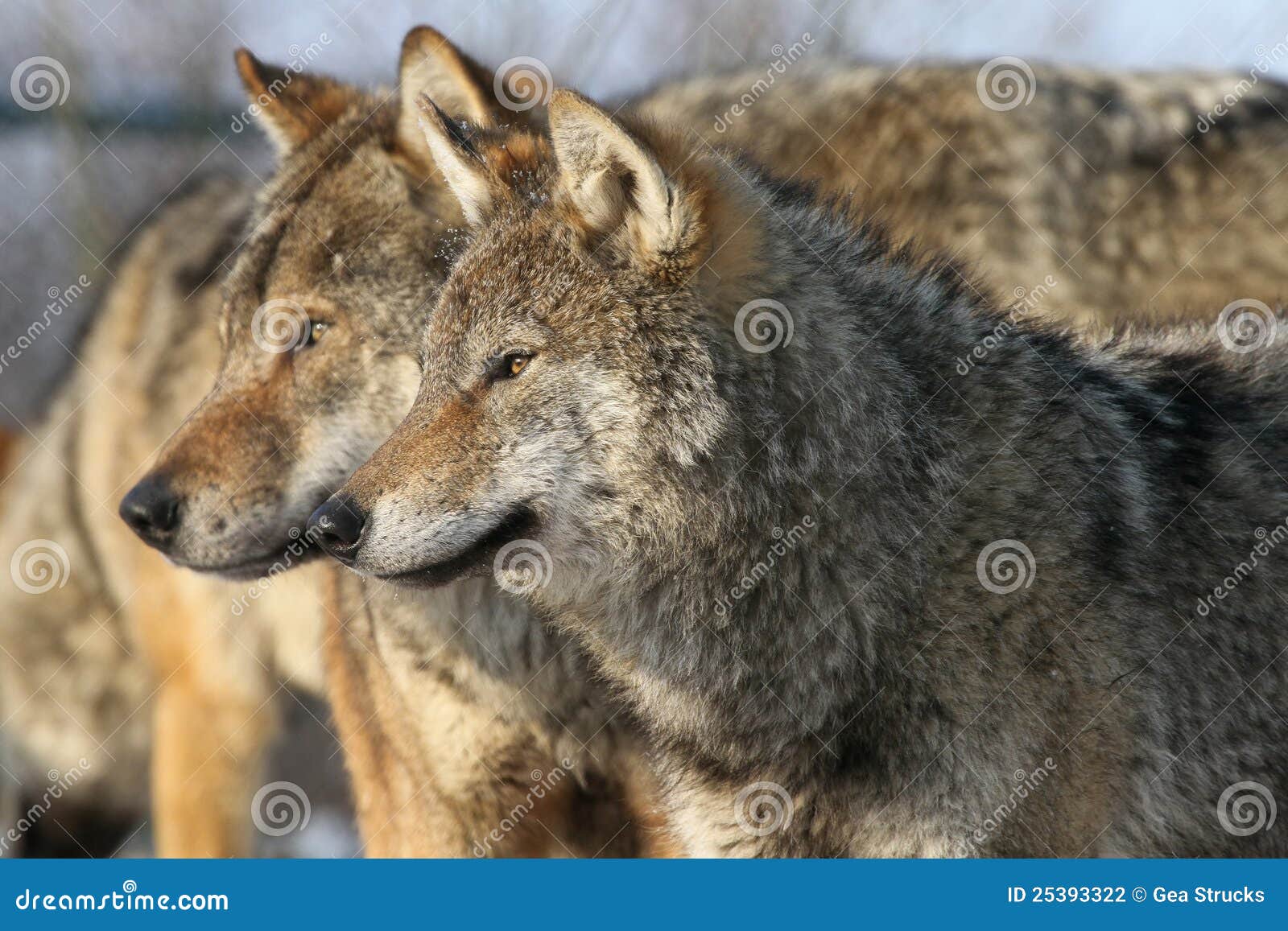 Coppie i lupi fotografia stock. Immagine di selva, grigio - 25393322