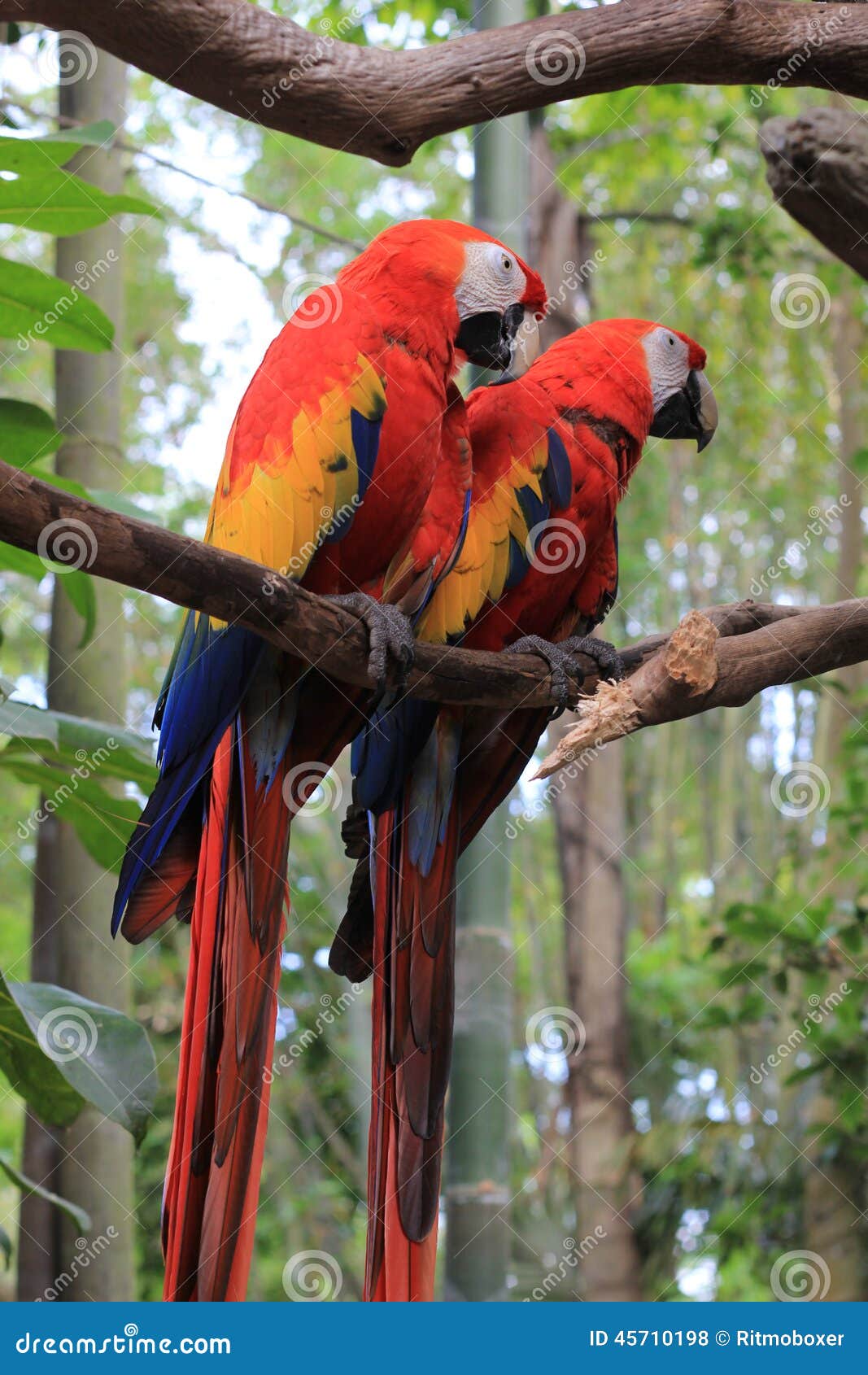 Coppie I Pappagalli Rossi Dell'ara Fotografia Stock - Immagine di becco ...