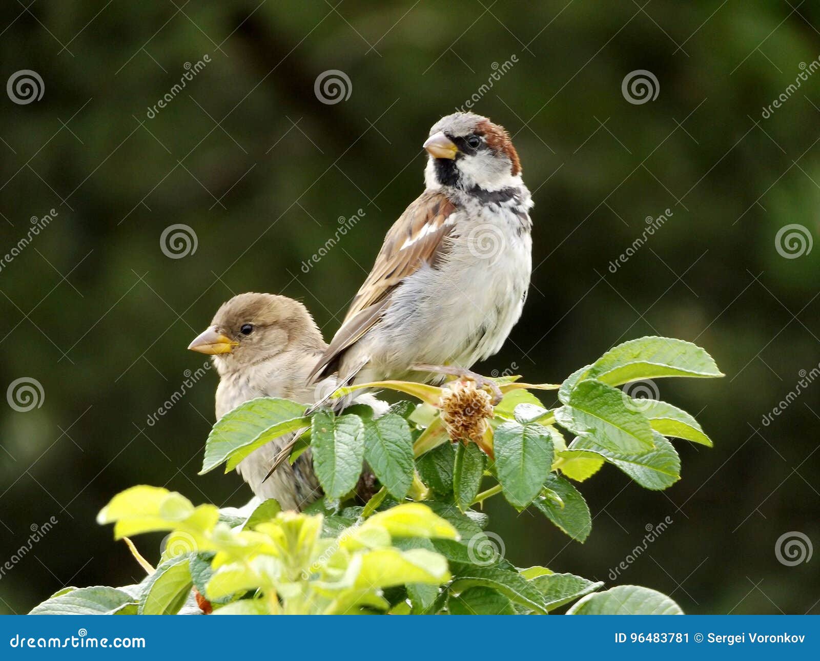Coppie i passeri immagine stock. Immagine di estate, osservatore - 96483781