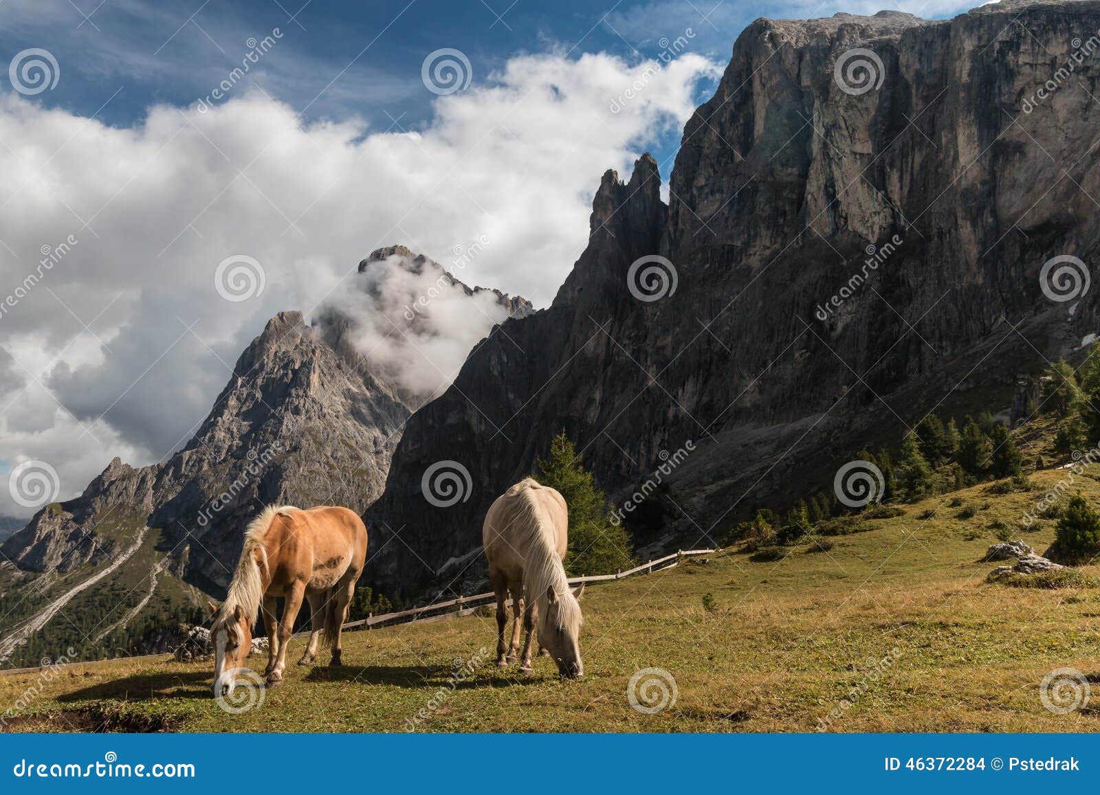 Coppie I Sauri Che Pascono Sul Prato in Dolomia Fotografia Stock ...