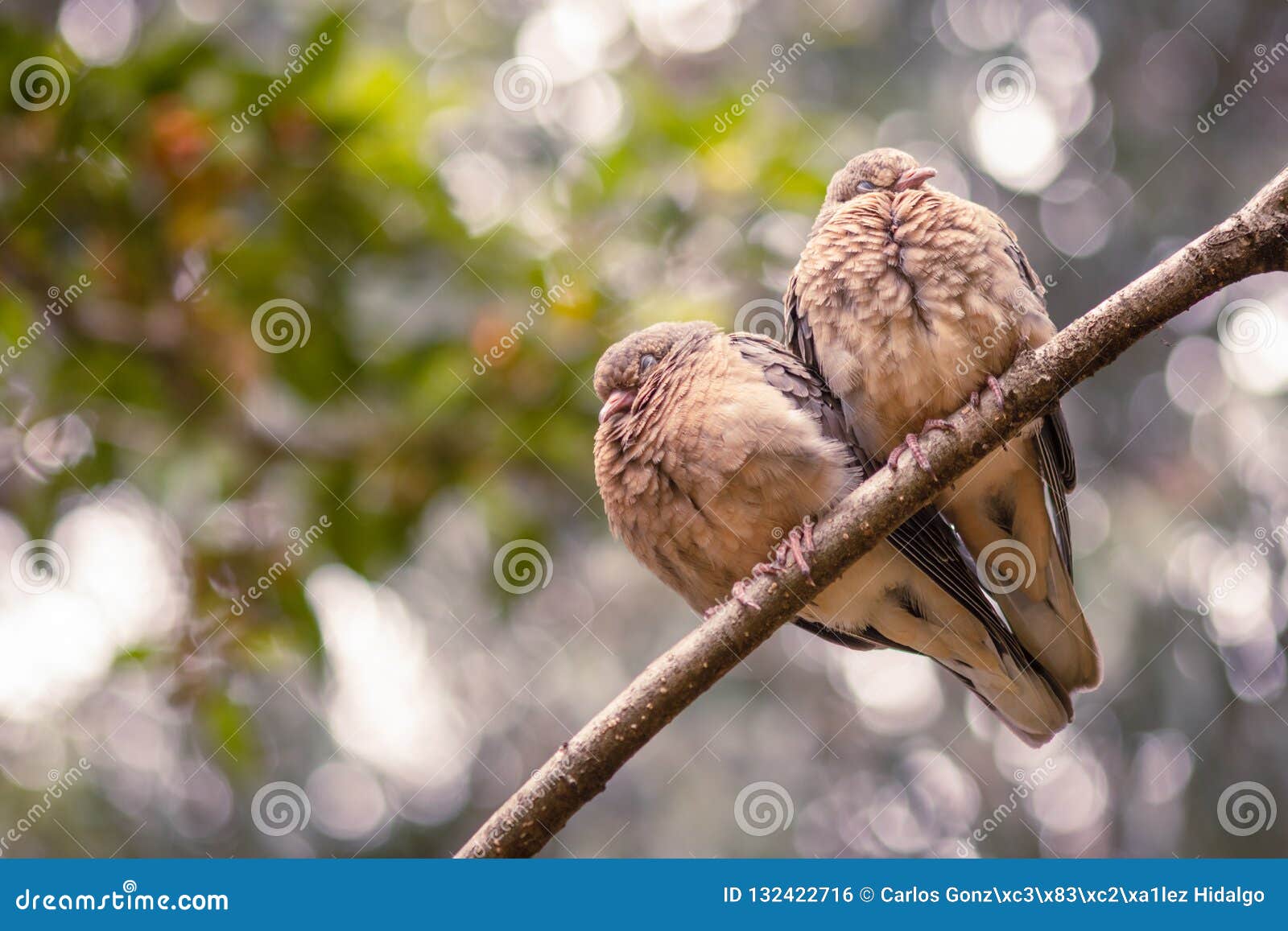 A Copple of Birds, a Dove Heart Stock Photo - Image of tree, heart ...