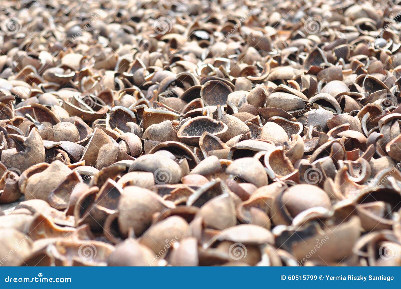 Coprah image stock. Image of sécher, coprah, coconut - 60515799