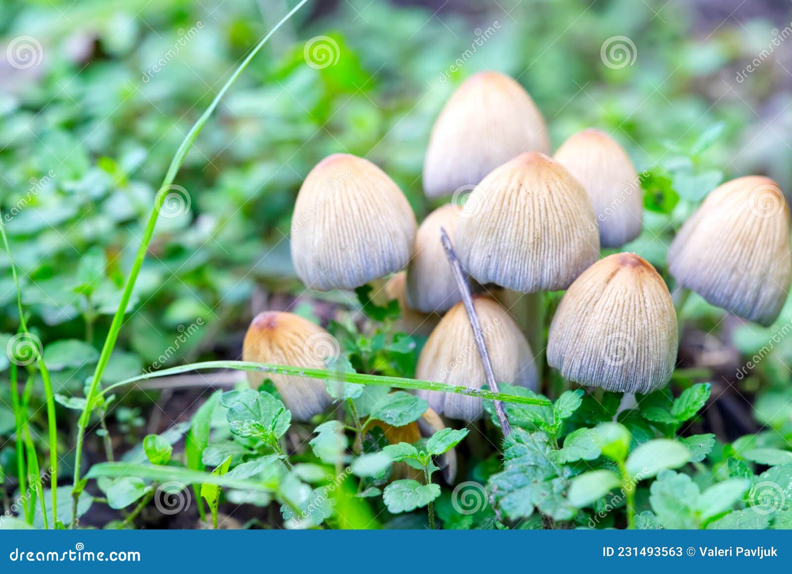 Coprinellus Micaceus Coprinus Micaceus Commonly Known As Glistening Inkcap Wild Mushrooms