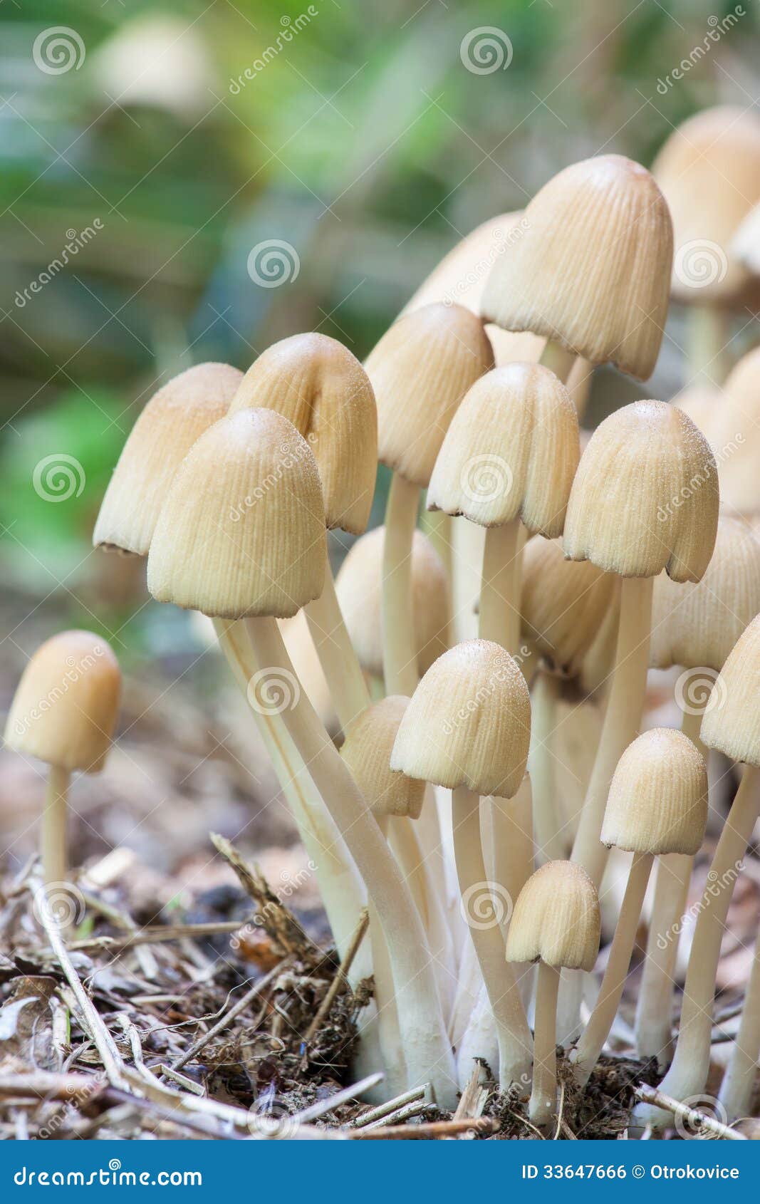 Coprinellus stock photo. Image of environment, forest - 33647666