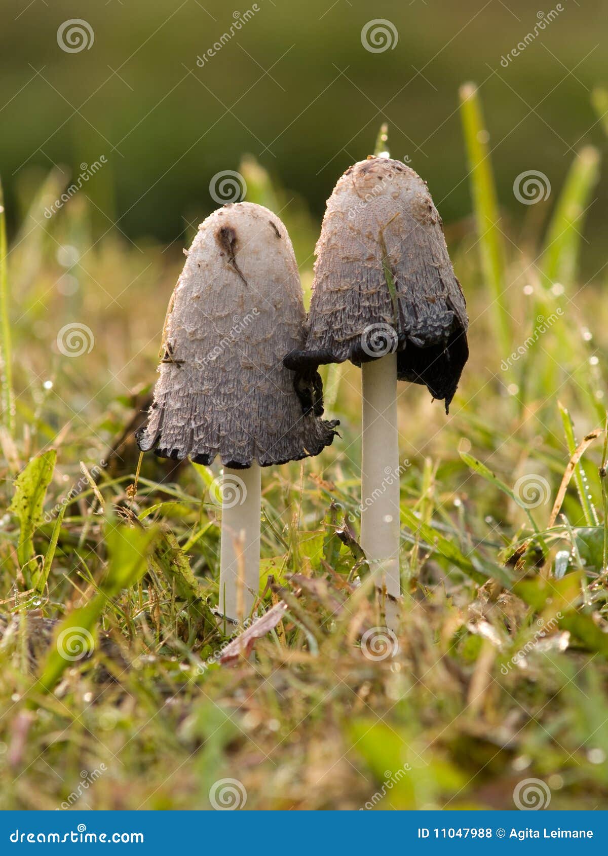Coprinus Atramentarius-mushrooms Stock Photo - Image of light, fungi ...