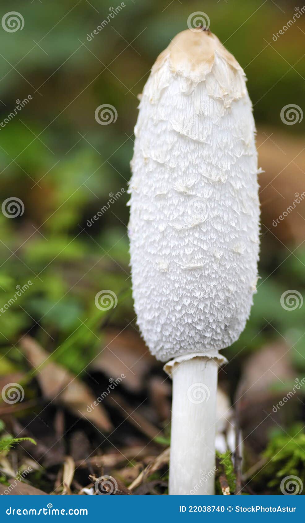 Coprinus comatus. stock photo. Image of natural, delicious - 22038740
