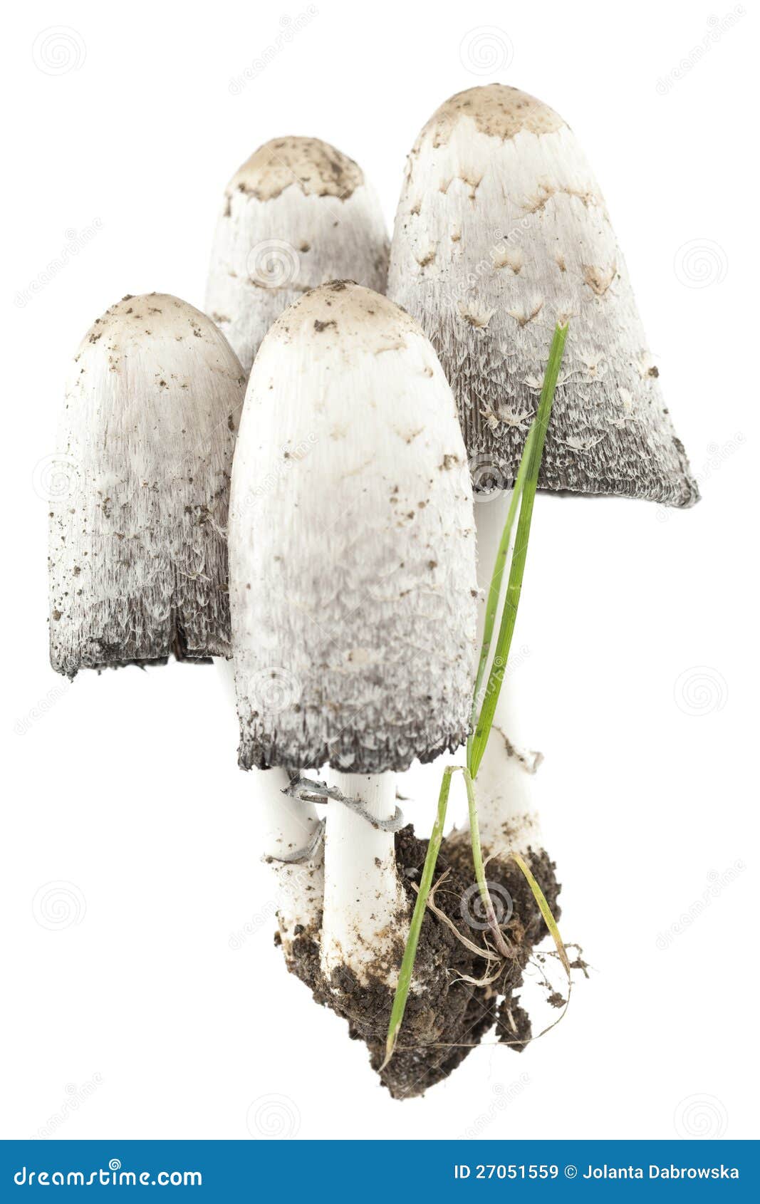 Coprinus comatus stock image. Image of fungus, coprinus - 27051559