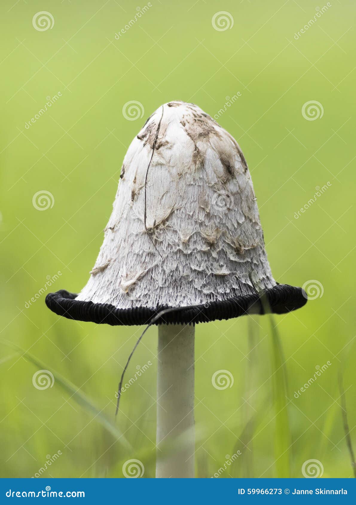 Coprinus comatus stock image. Image of organic, summer - 59966273