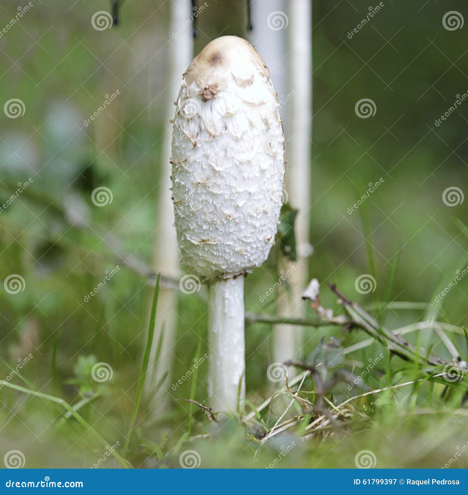 Coprinus comatus stock image. Image of fungus, mushroom - 61799397