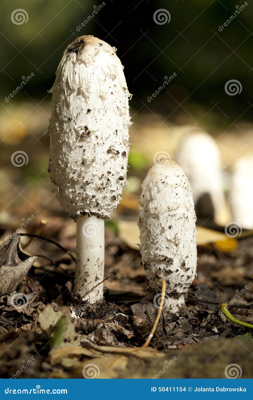 Coprinus comatus stock photo. Image of soil, comatus - 50411154