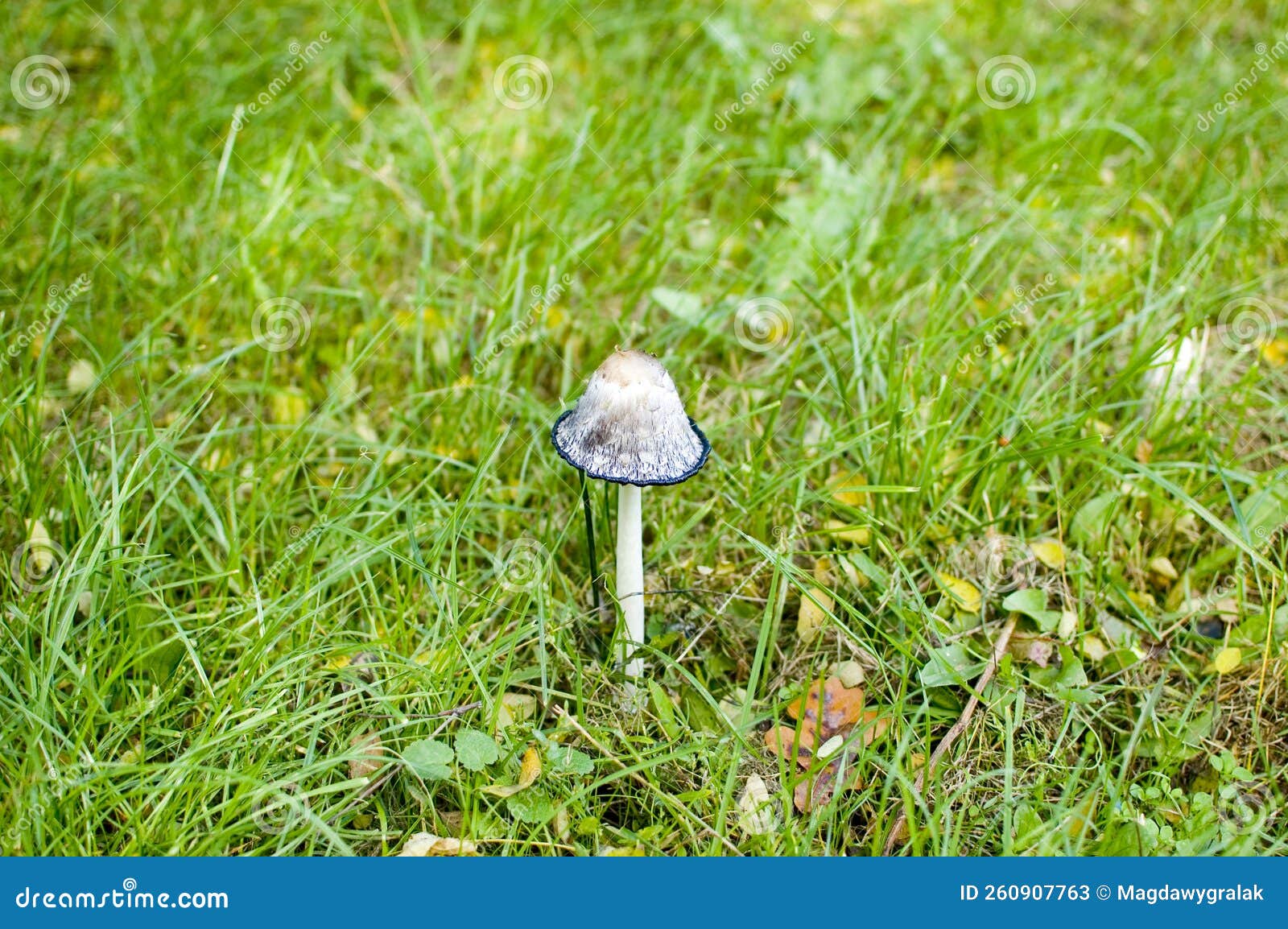 Gray Mushroom Growing On A Tree Royalty-Free Stock Photography ...