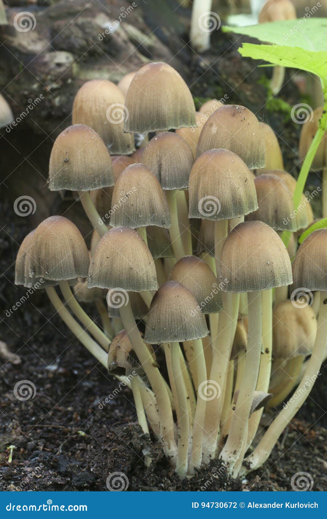 Coprinus micaceus mushroom stock photo. Image of life - 94730672