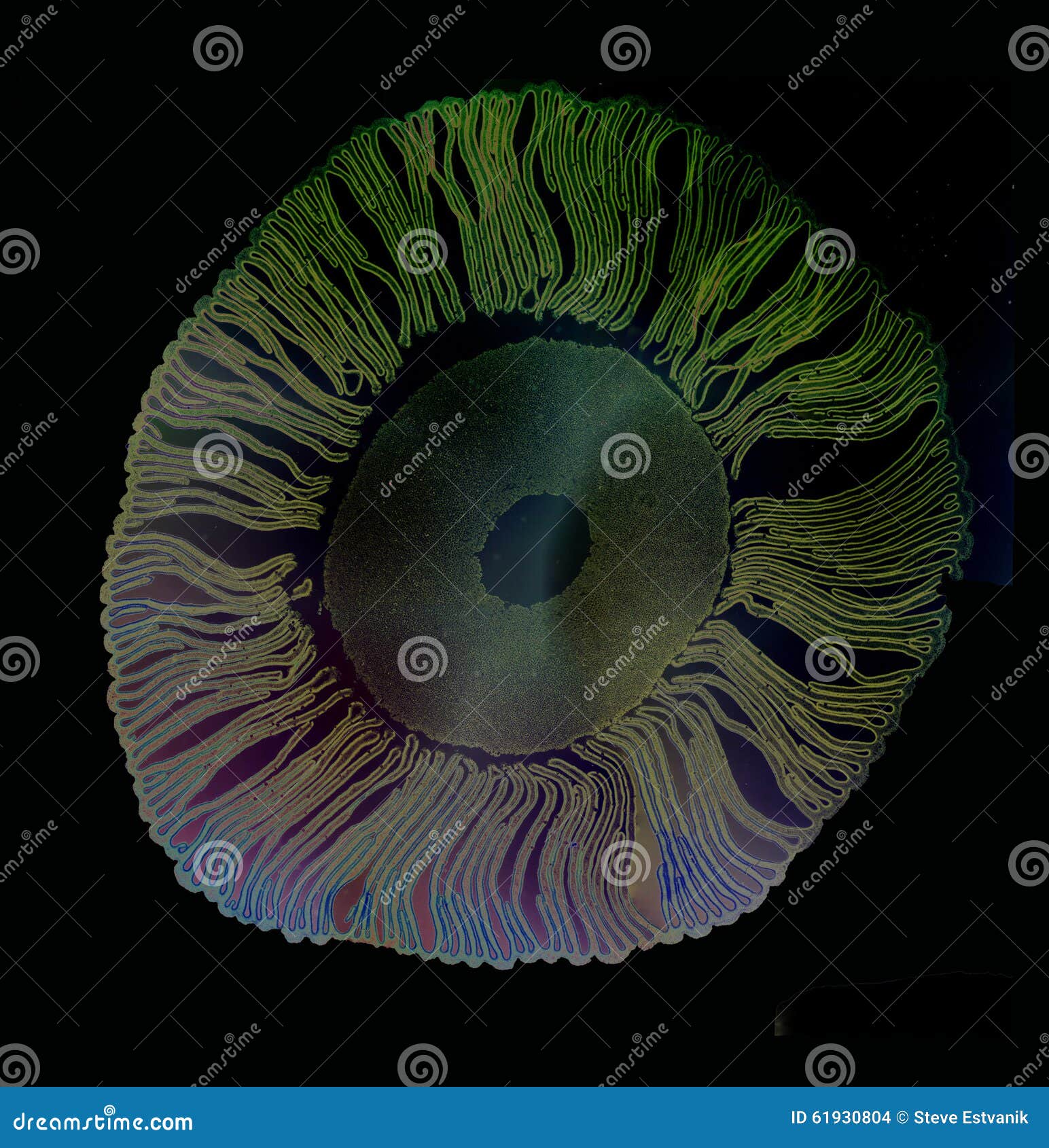 Coprinus Mushroom Section Stained Stock Photo - Image of mandala ...