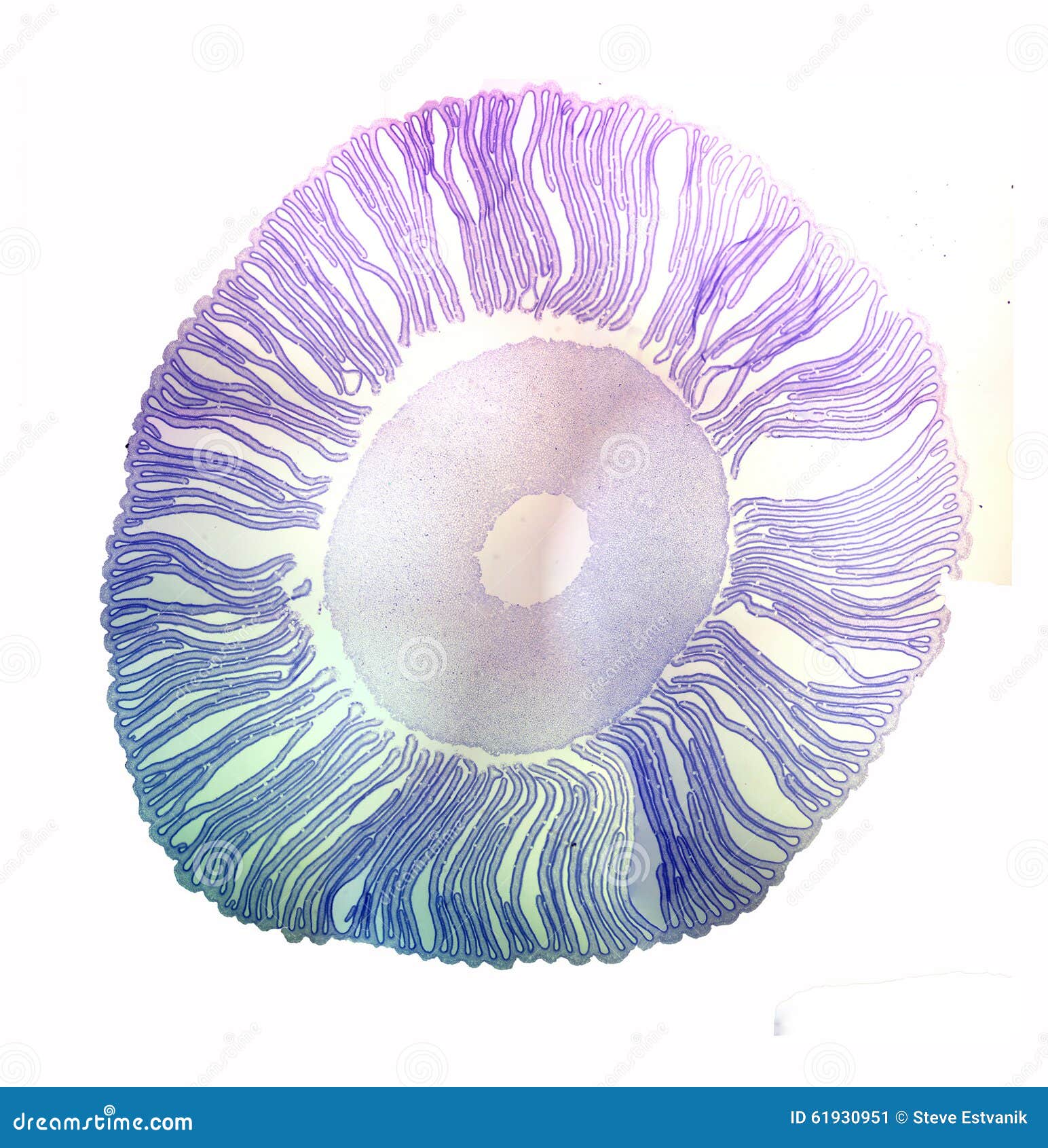 Coprinus Mushroom Section Stained Stock Image - Image of magnification ...