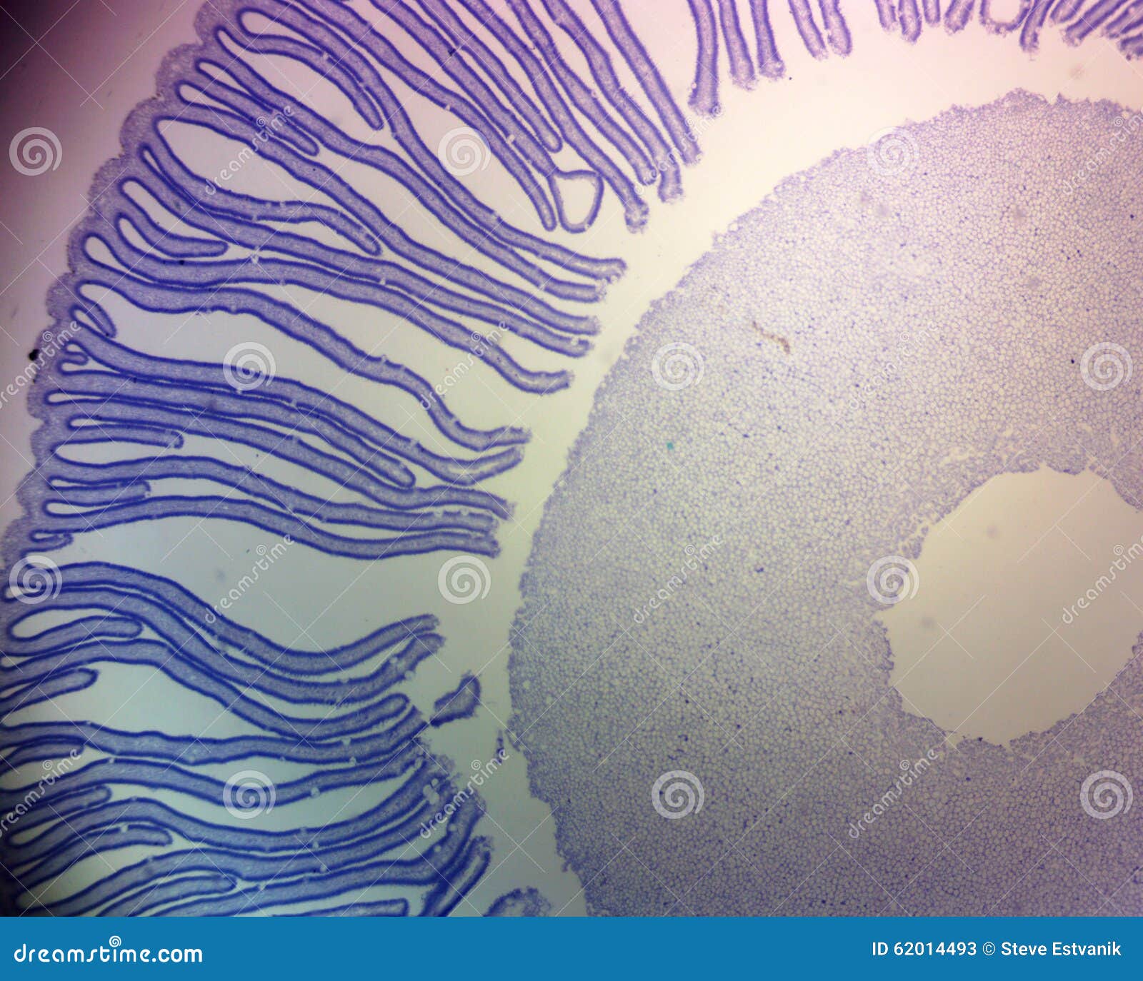 Coprinus Mushroom 40x