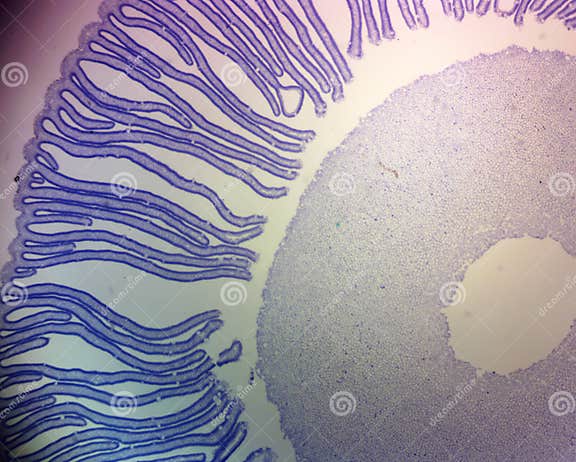 Coprinus Mushroom Section Stained Stock Image - Image of coprinus ...