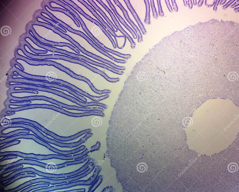 Coprinus Mushroom Section Stained Stock Image - Image of coprinus ...